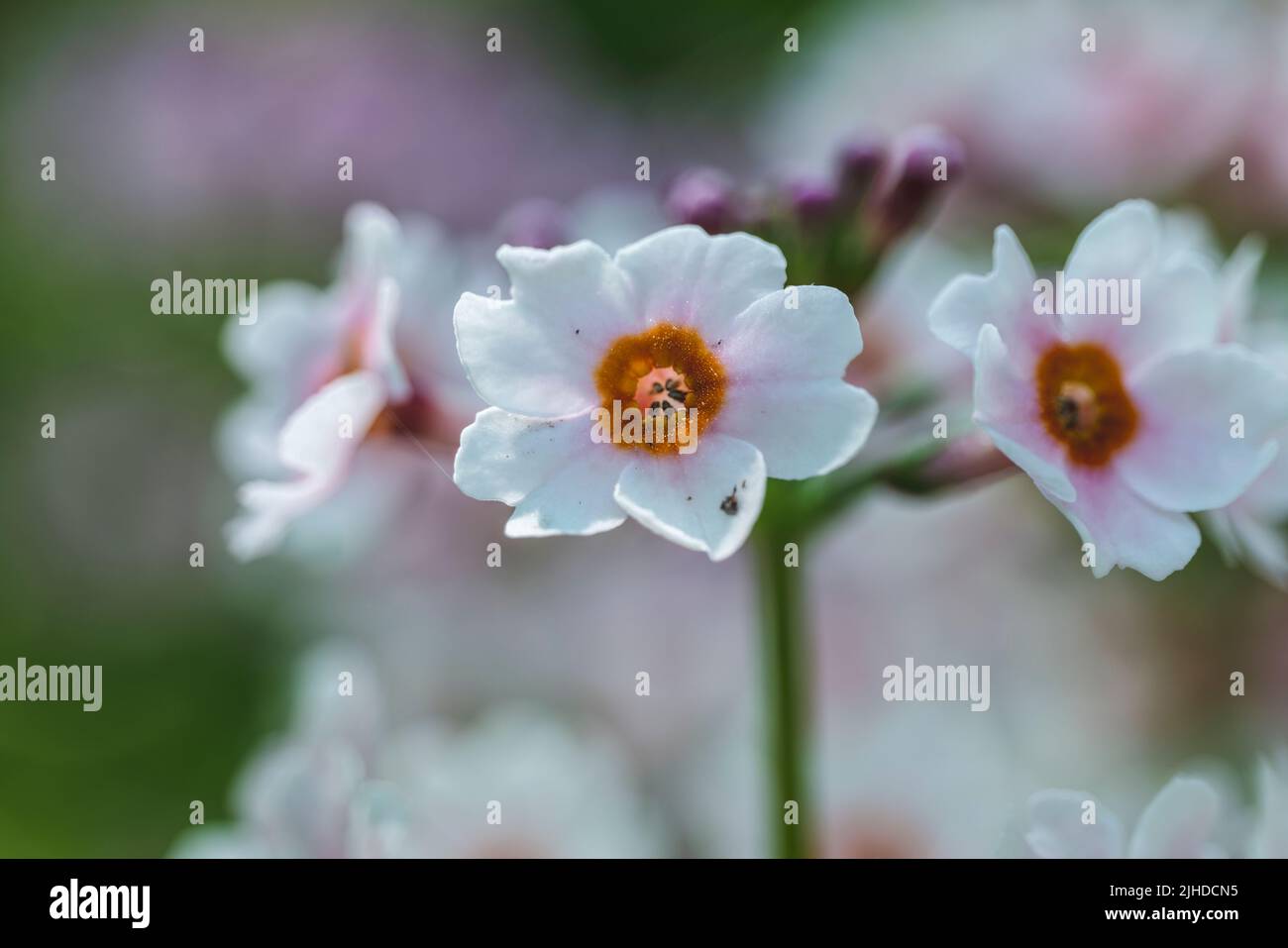 Japanese primrose alba hi-res stock photography and images - Alamy