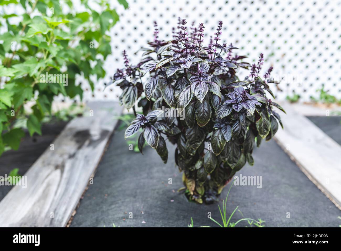 Selective focus. Purple Dark Opal Basil plant blooming in the garden ...