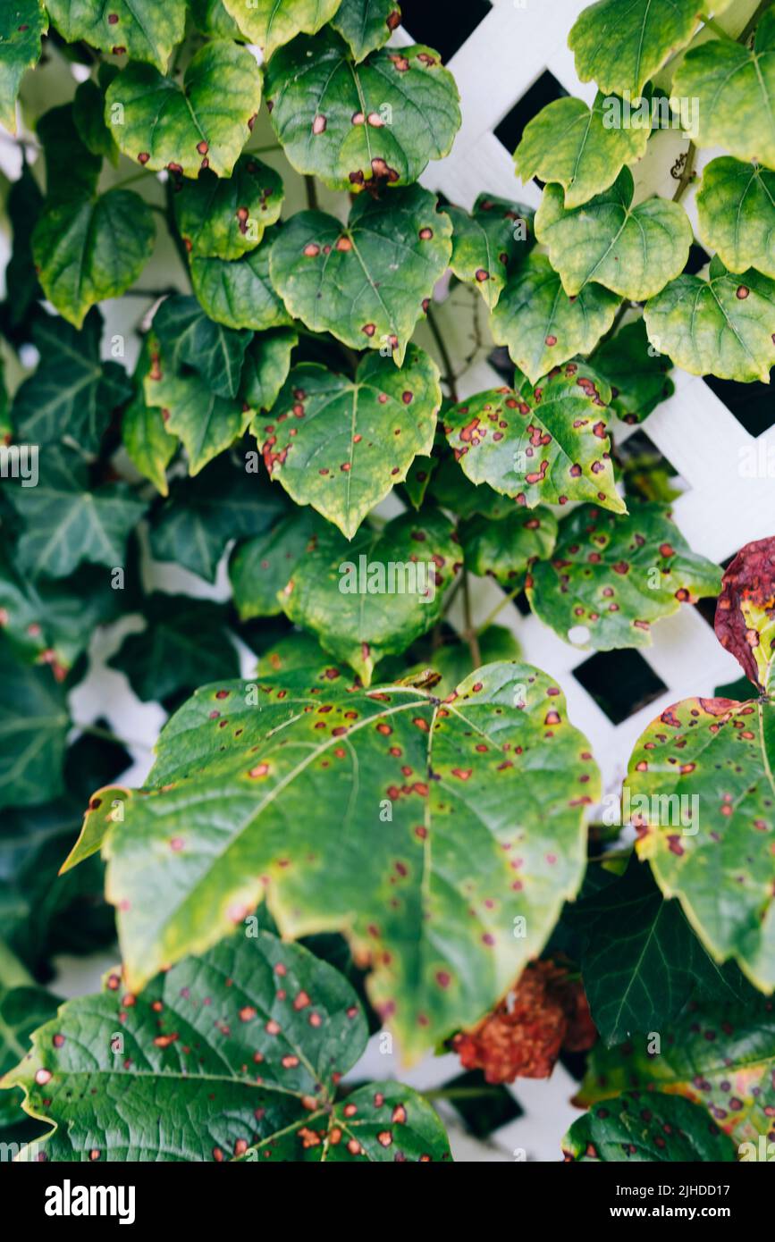 Grape diseases hi-res stock photography and images - Alamy