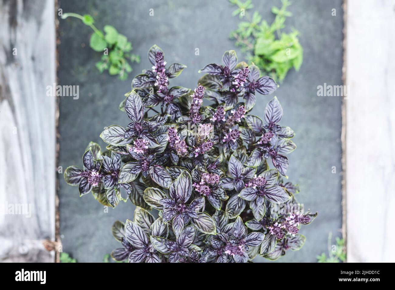 Selective focus. Purple Dark Opal Basil plant blooming in the garden ...