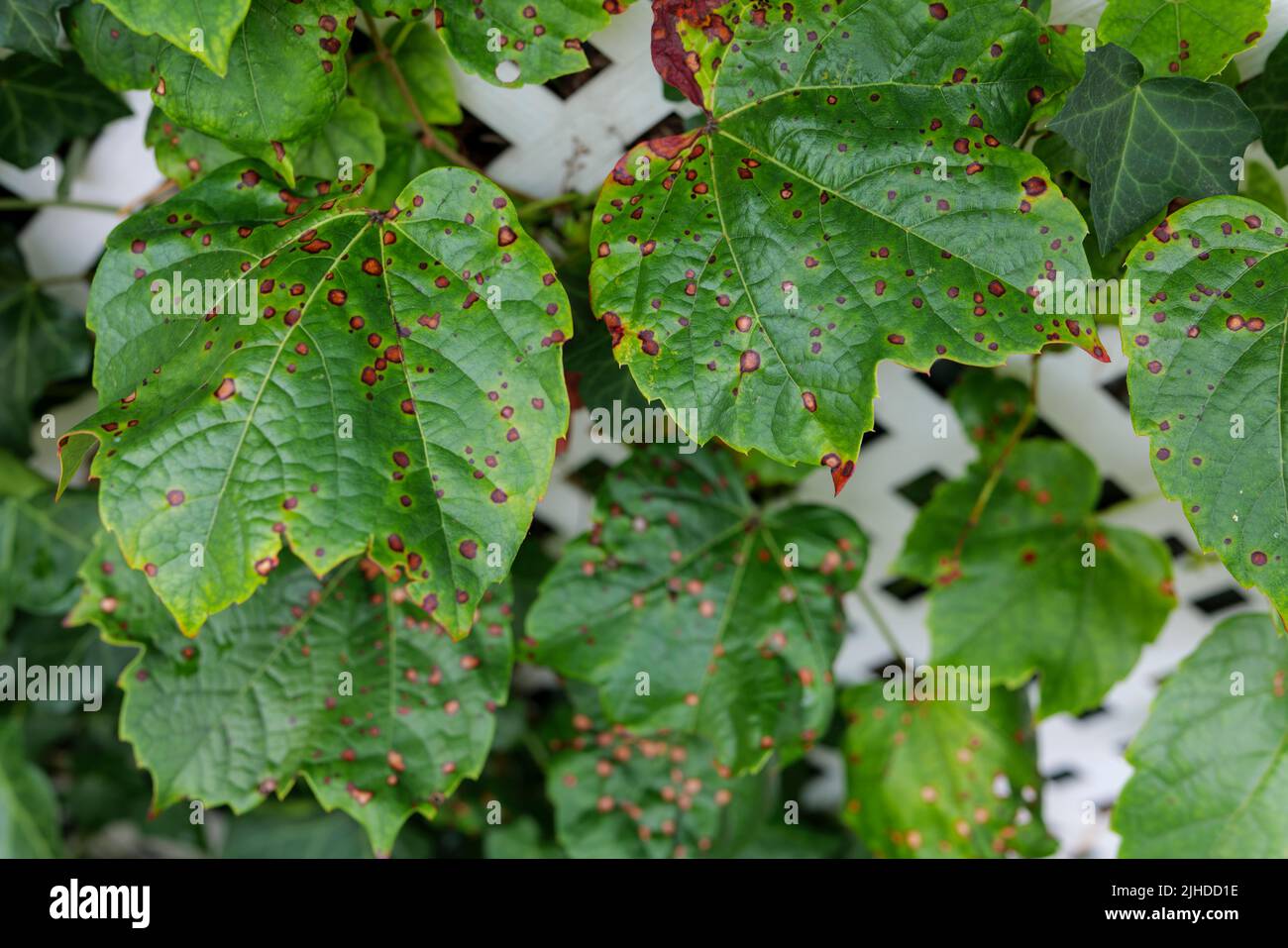 Grape leafs diseases. Angular reddish brown spots with shot-hole ...