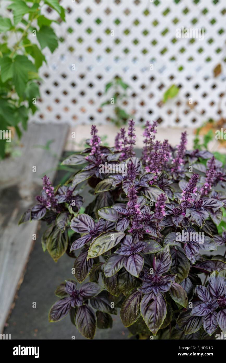 Selective focus. Purple Dark Opal Basil plant blooming in the garden ...