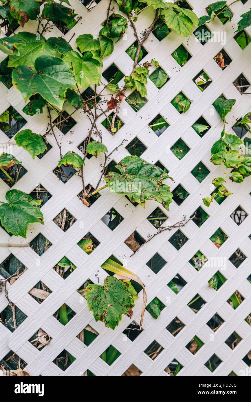 Grape leafs diseases. Angular reddish brown spots with shot-hole ...