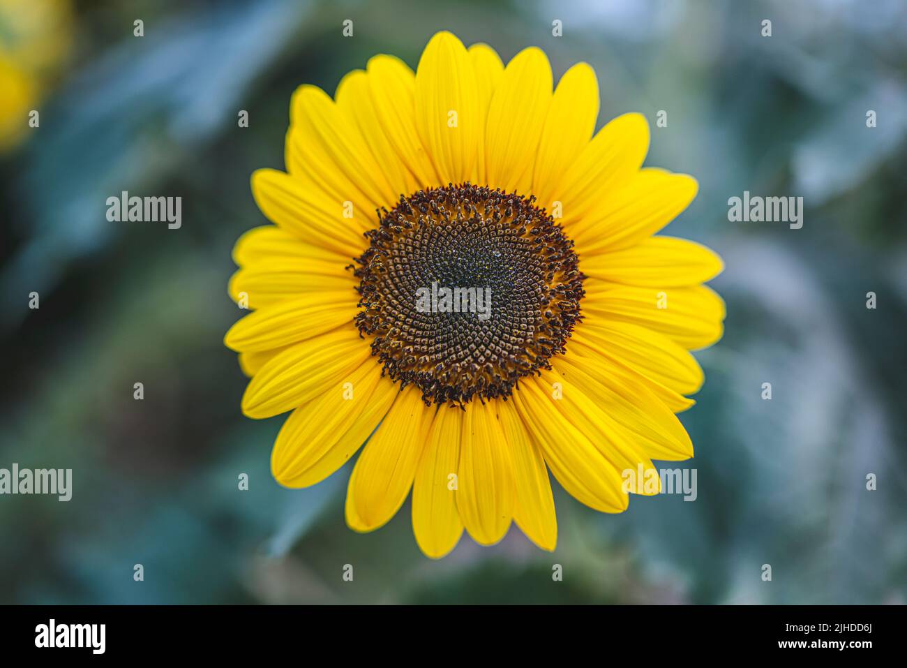 Beautiful sunflower on a sunny day with a natural background. Selective ...