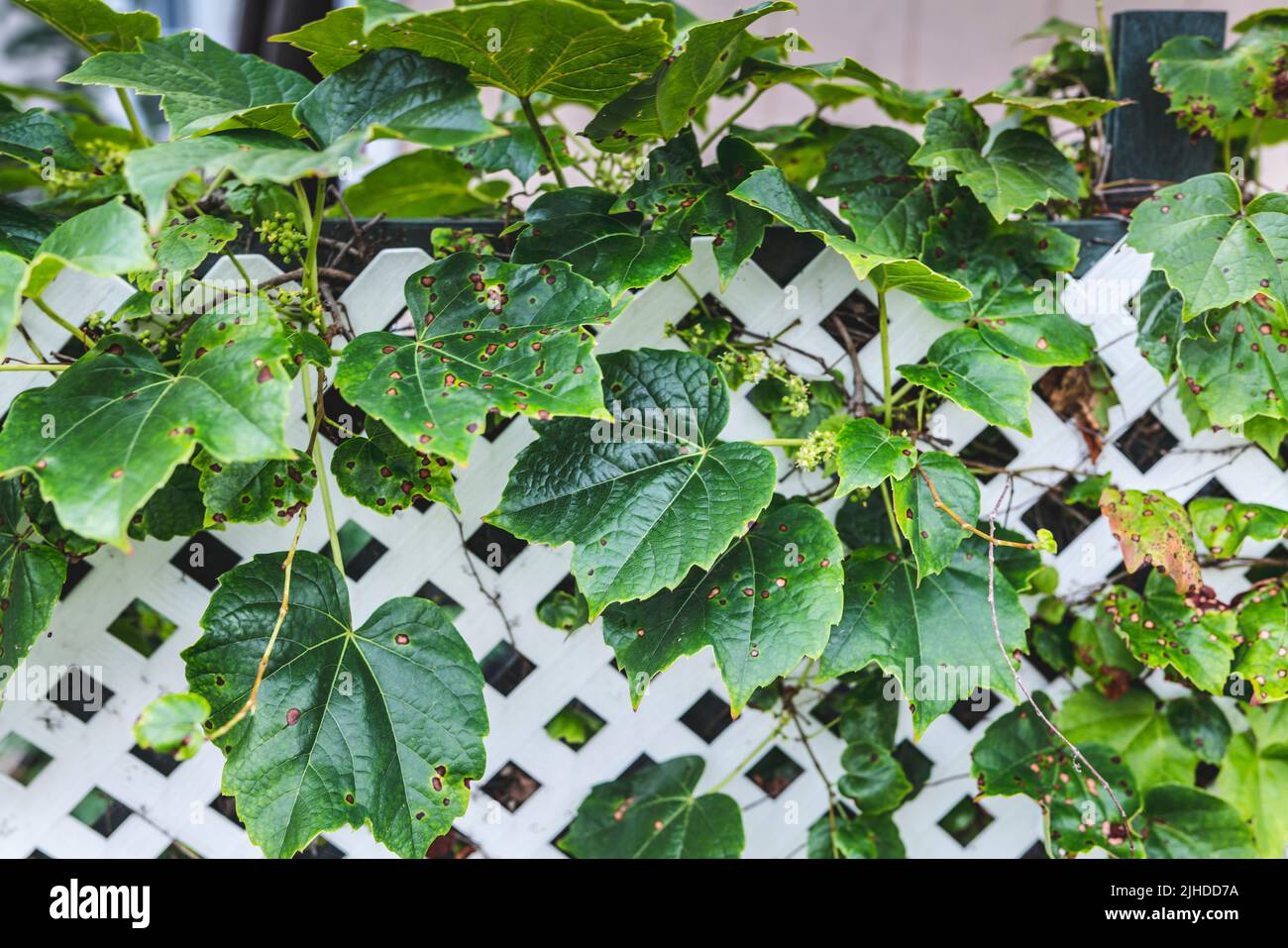Grape leafs diseases. Angular reddish brown spots with shot-hole ...