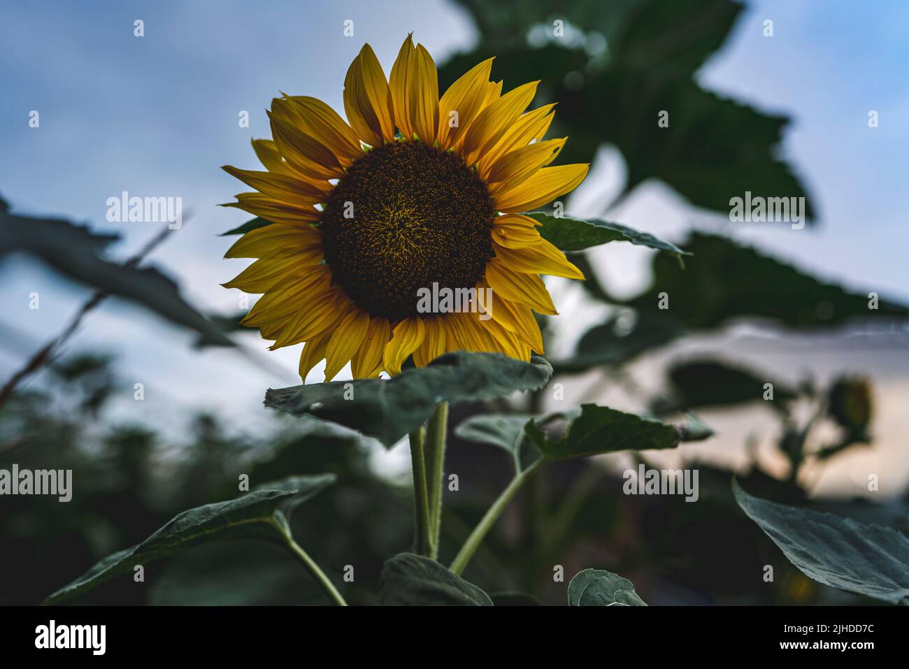 Beautiful sunflower on a sunny day with a natural background. Selective ...