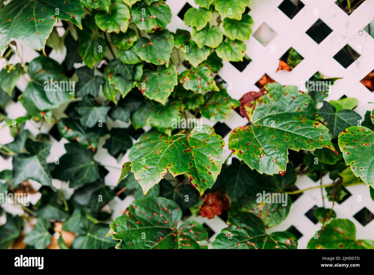 Grape leafs diseases. Angular reddish brown spots with shot-hole ...