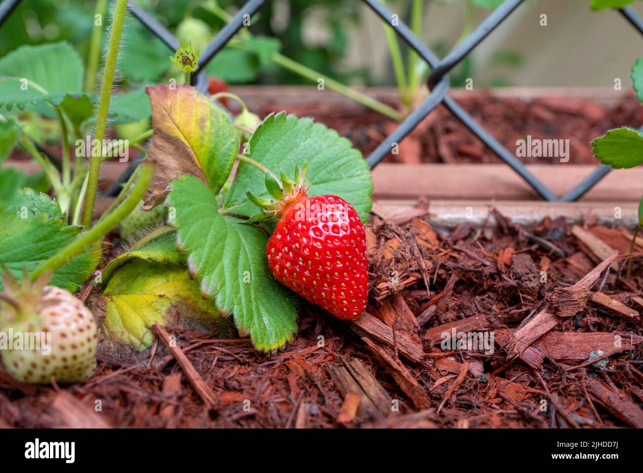 Strawberries bloom in sunny hi-res stock photography and images - Alamy