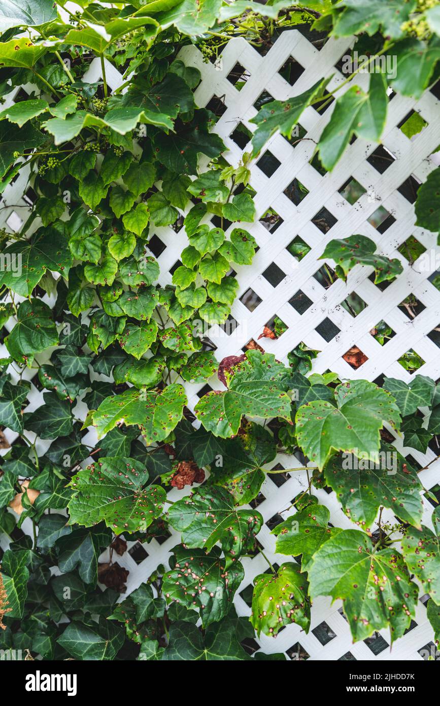 Grape leafs diseases. Angular reddish brown spots with shot-hole ...