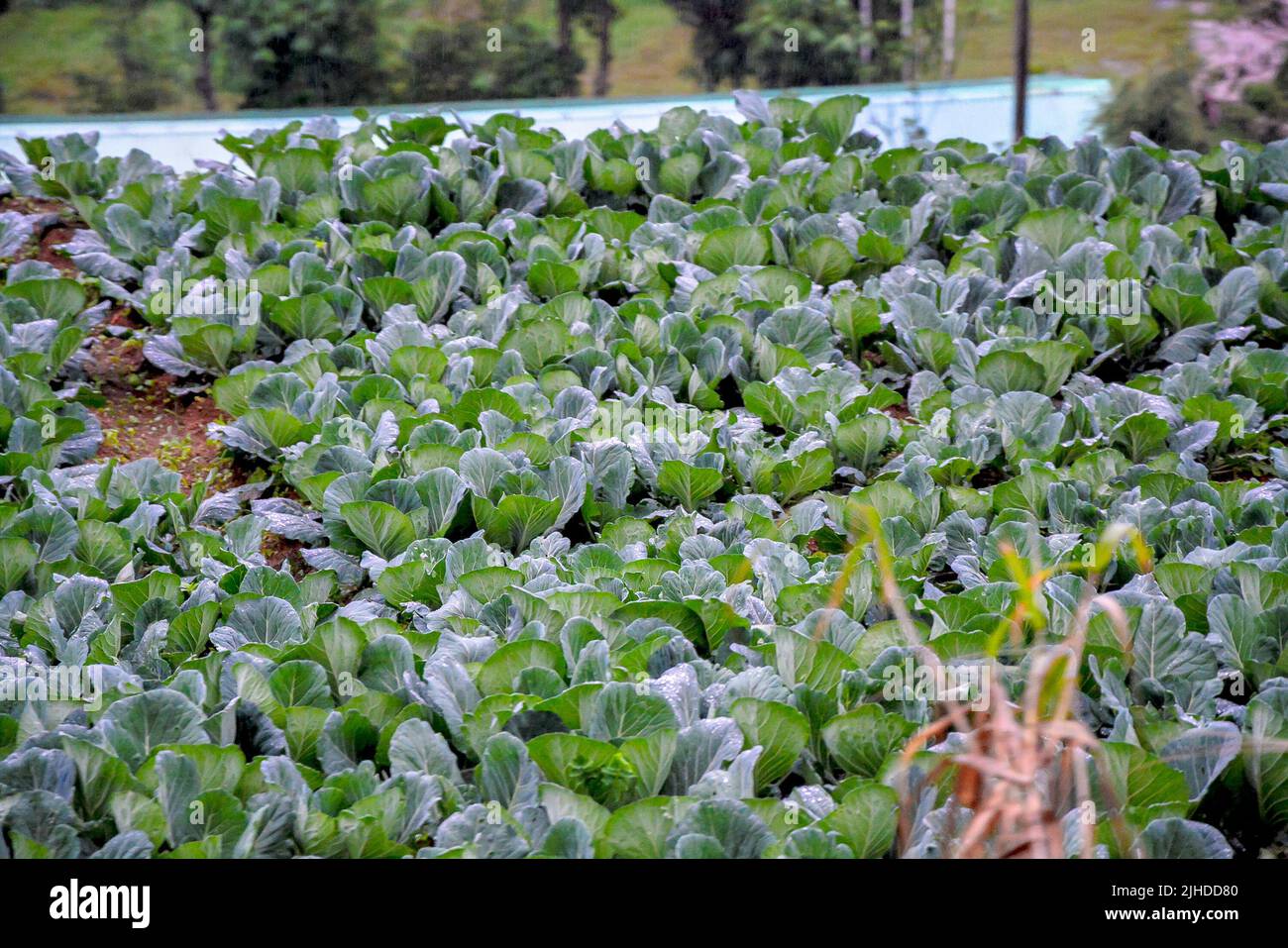 Cabbage cultivation in Nuwara Eliya Stock Photo - Alamy
