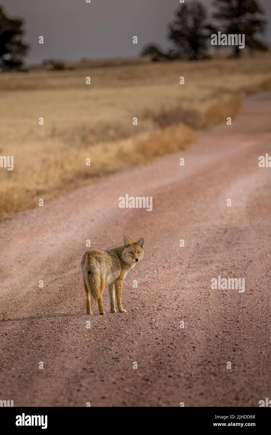 Coyote walking down a gravel road Stock Photo - Alamy