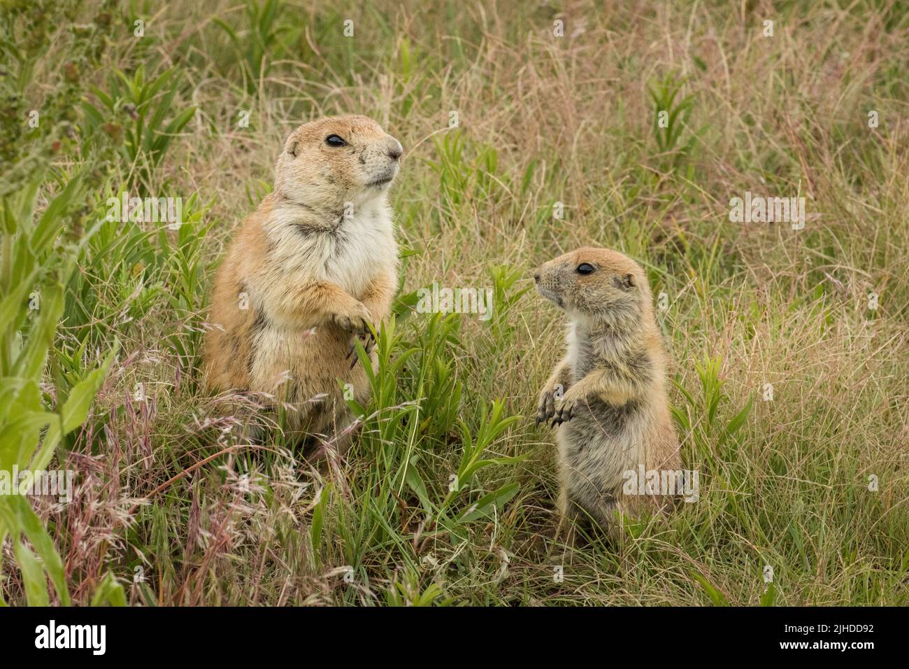 Black-tailed prairie dog adult and young pup Stock Photo - Alamy