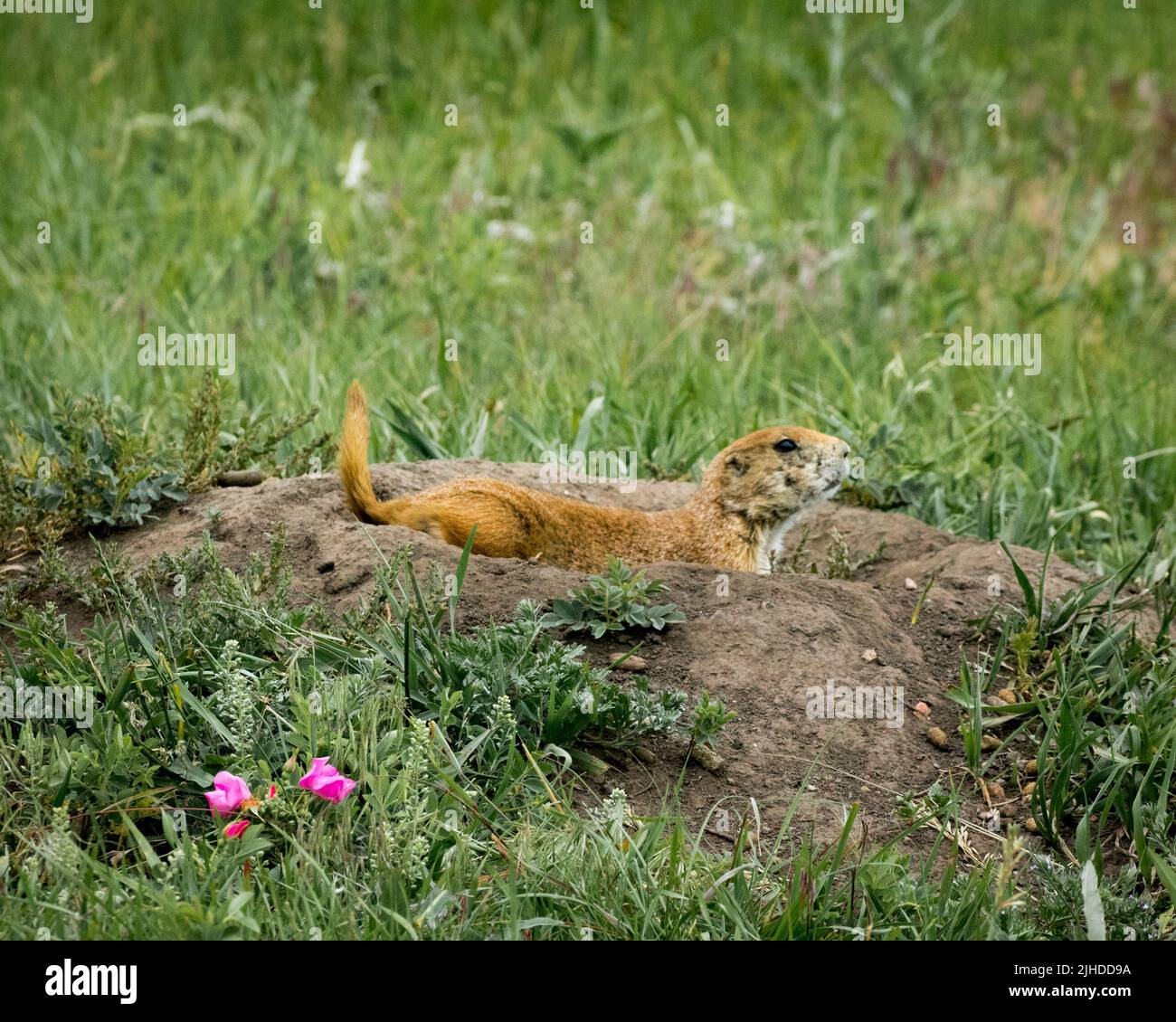 Prairie dog resting in burrow with flowers Stock Photo - Alamy