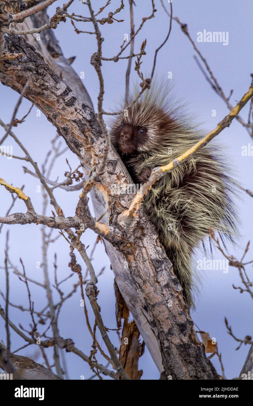 North American Porcupine in a tree Stock Photo - Alamy