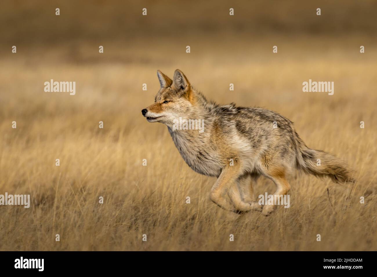 Coyote running on the prarie Stock Photo - Alamy