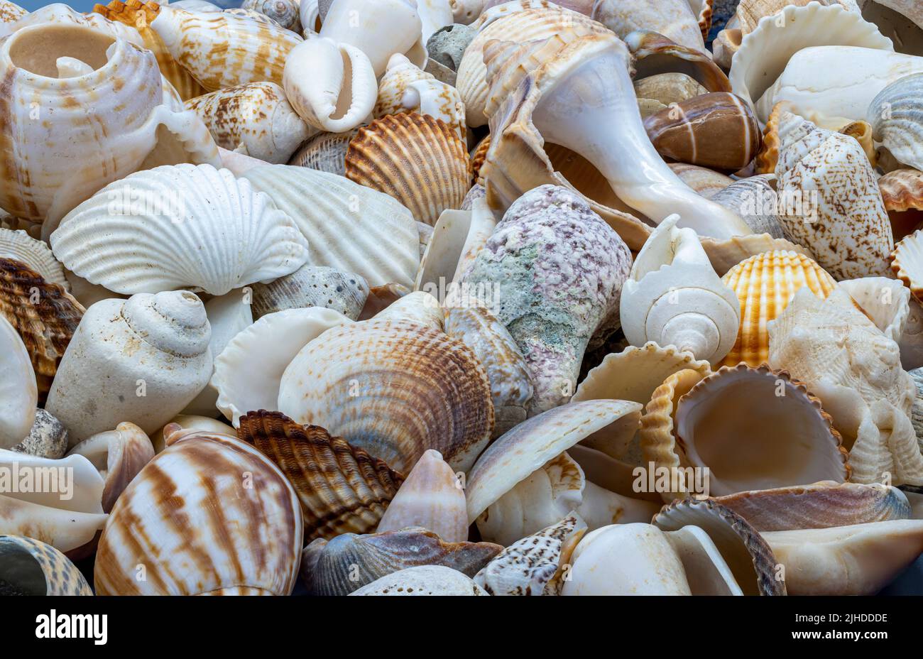 Sea shells background, concept of sea resort rest and vacation Stock ...