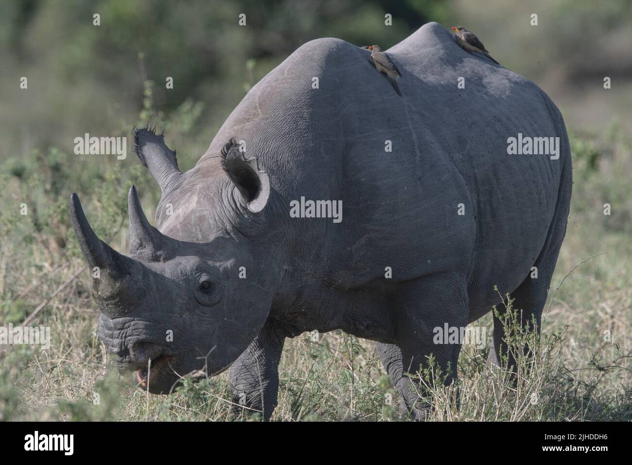 Black rhino grazing Stock Photo - Alamy