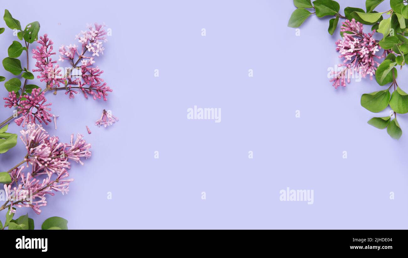 Lilac flowers with cup of tea on colourful background. Atmospheric ...