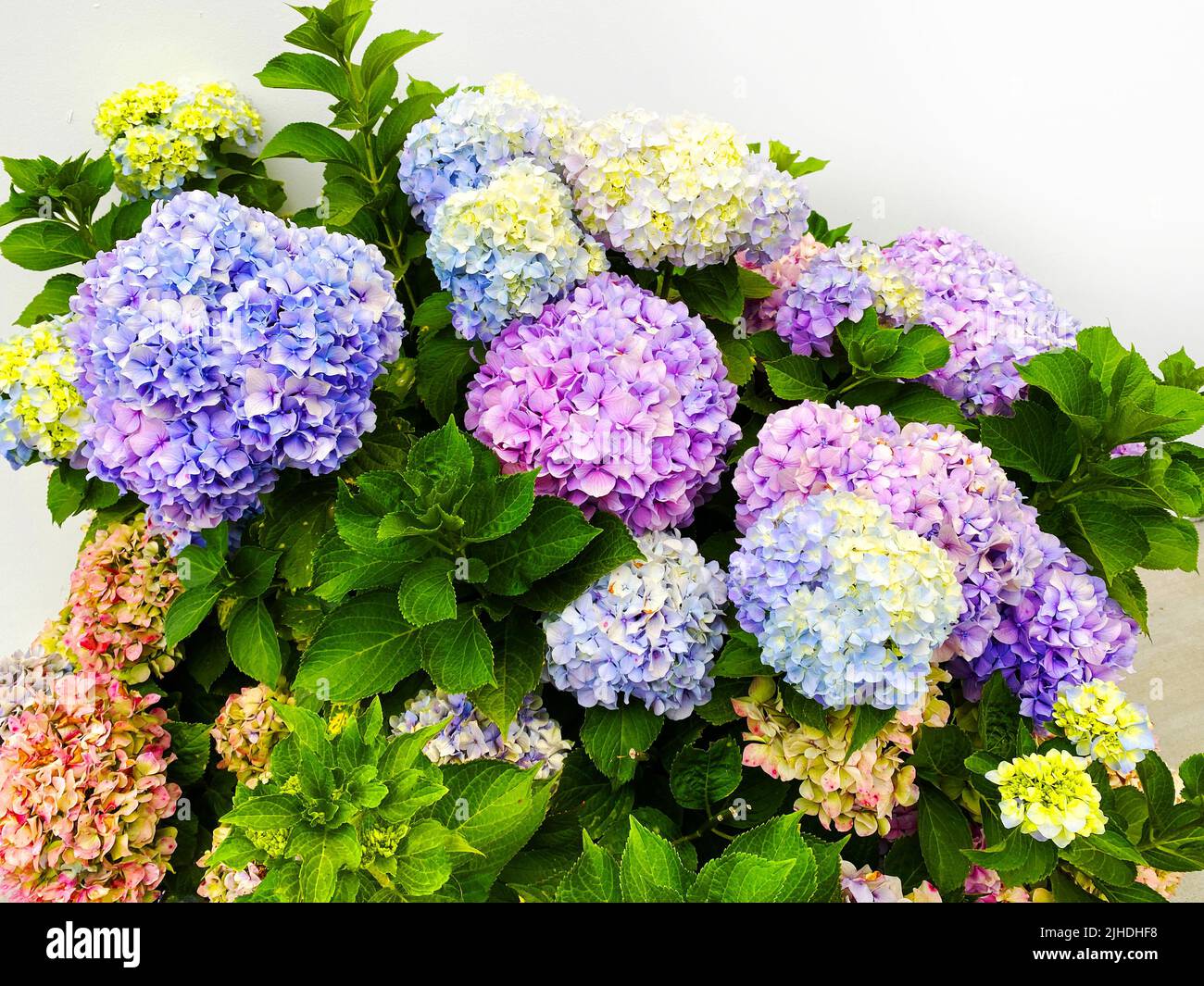 A bigleaf hydrangea, Hydrangea macrophylla, showing multiple colors ...