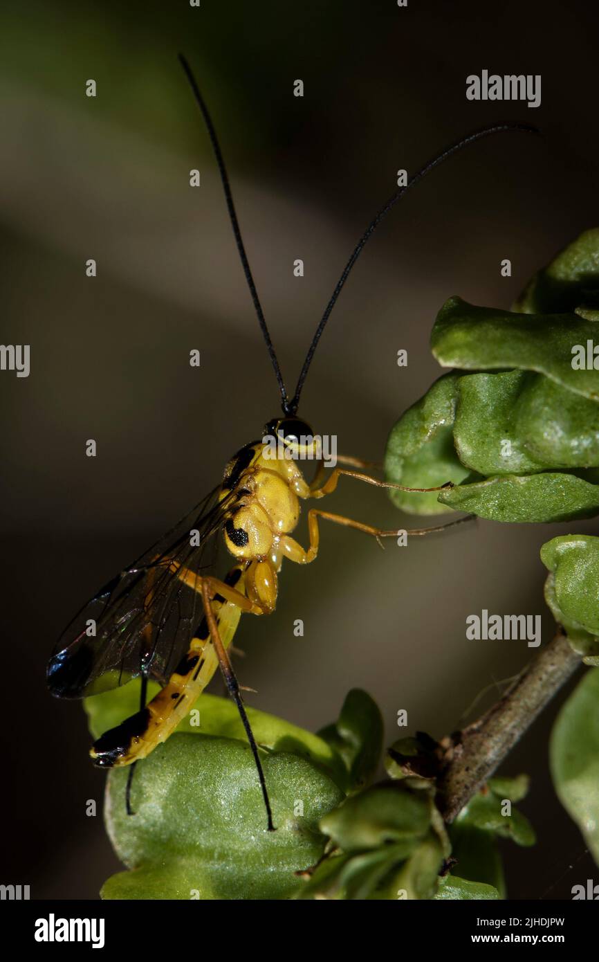 A vertical shot of a yellow ichneumon wasp (Xanthopimpla punctata) on a ...