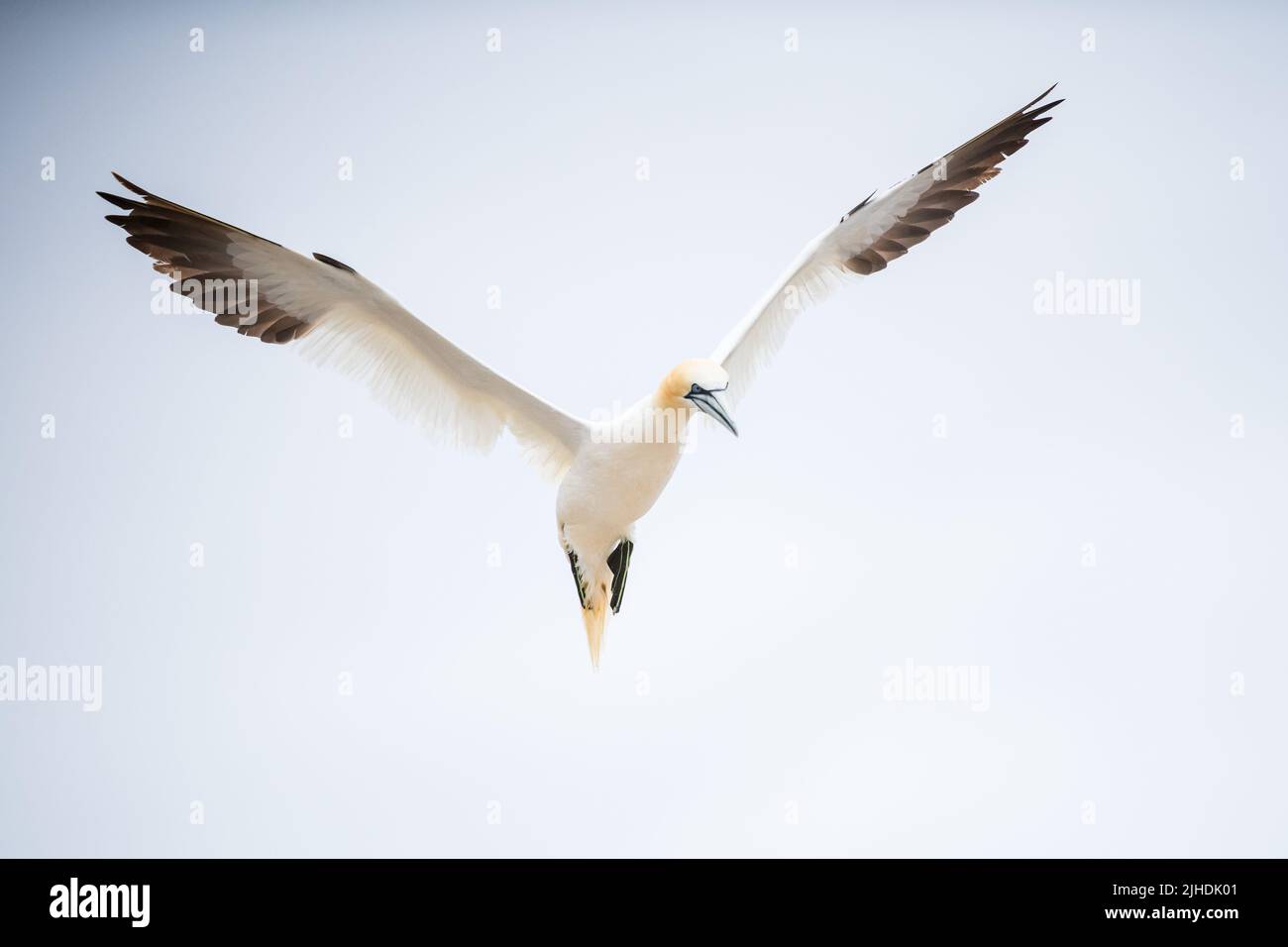 Northern gannet wings hi-res stock photography and images - Alamy