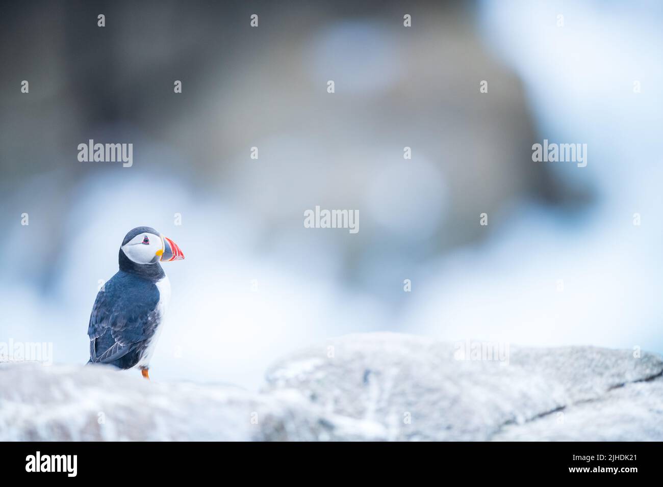 A Puffin on Saltee island in Ireland Stock Photo - Alamy