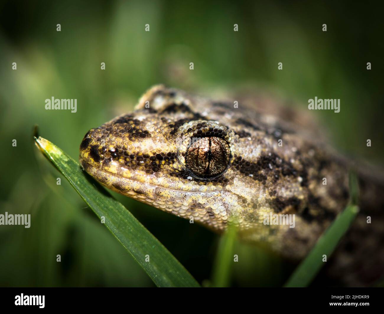 Geico Lizard Flat Tire