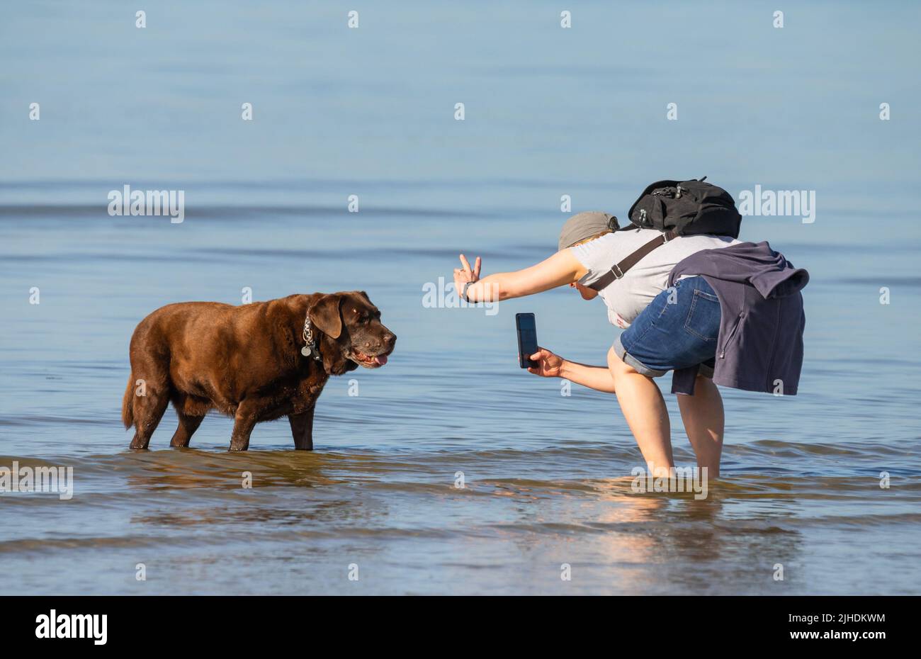 Taking photograph of dog at beach hi-res stock photography and images ...