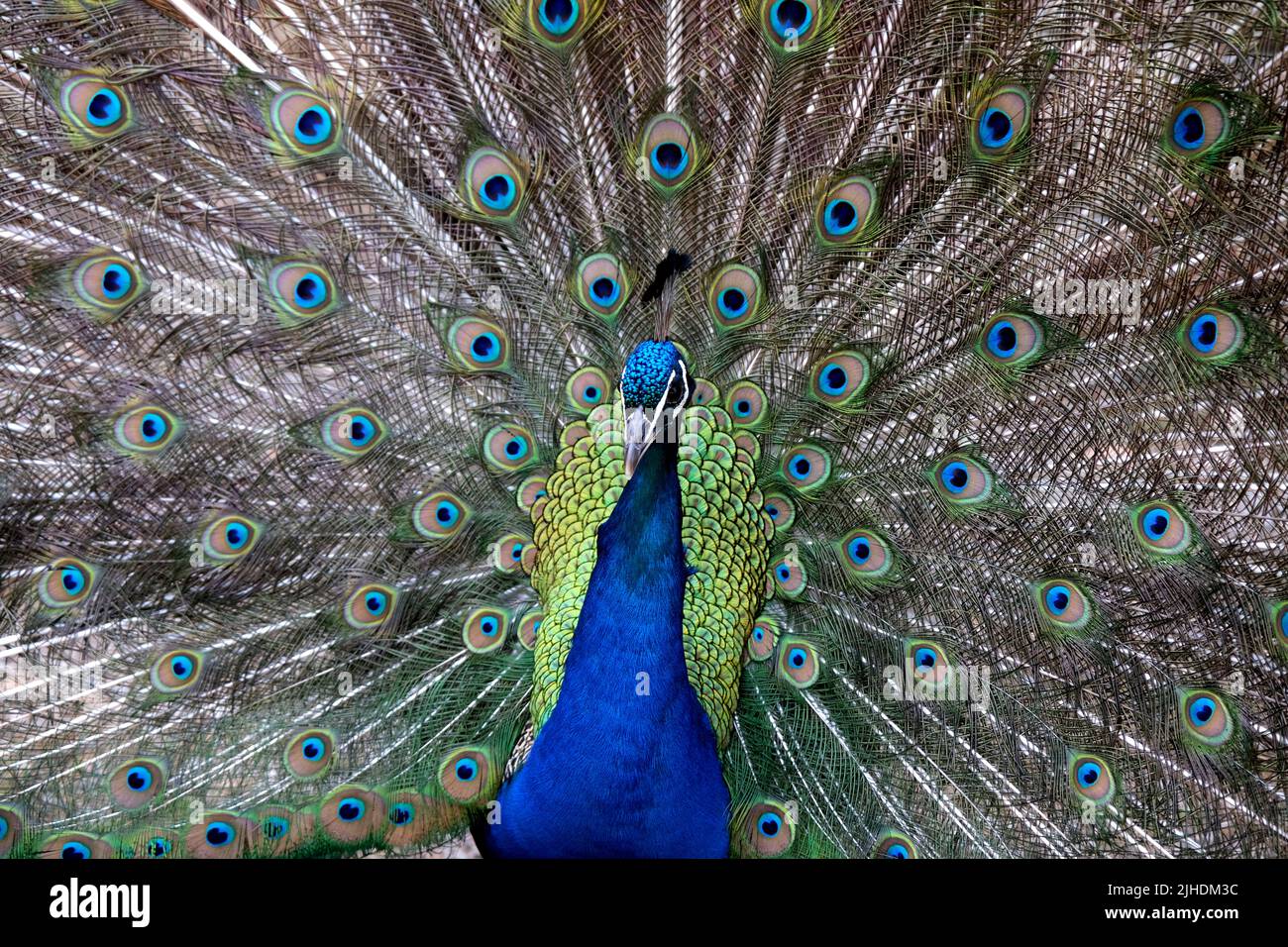 Peacock displaying its plumage Stock Photo - Alamy