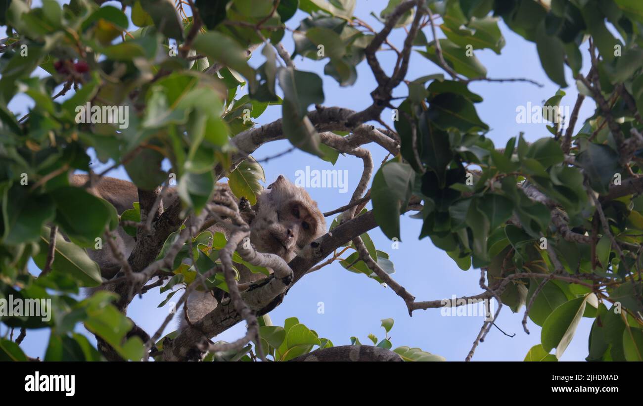 A low angle shot of a monkey lying on a tree branch and looking at the ...
