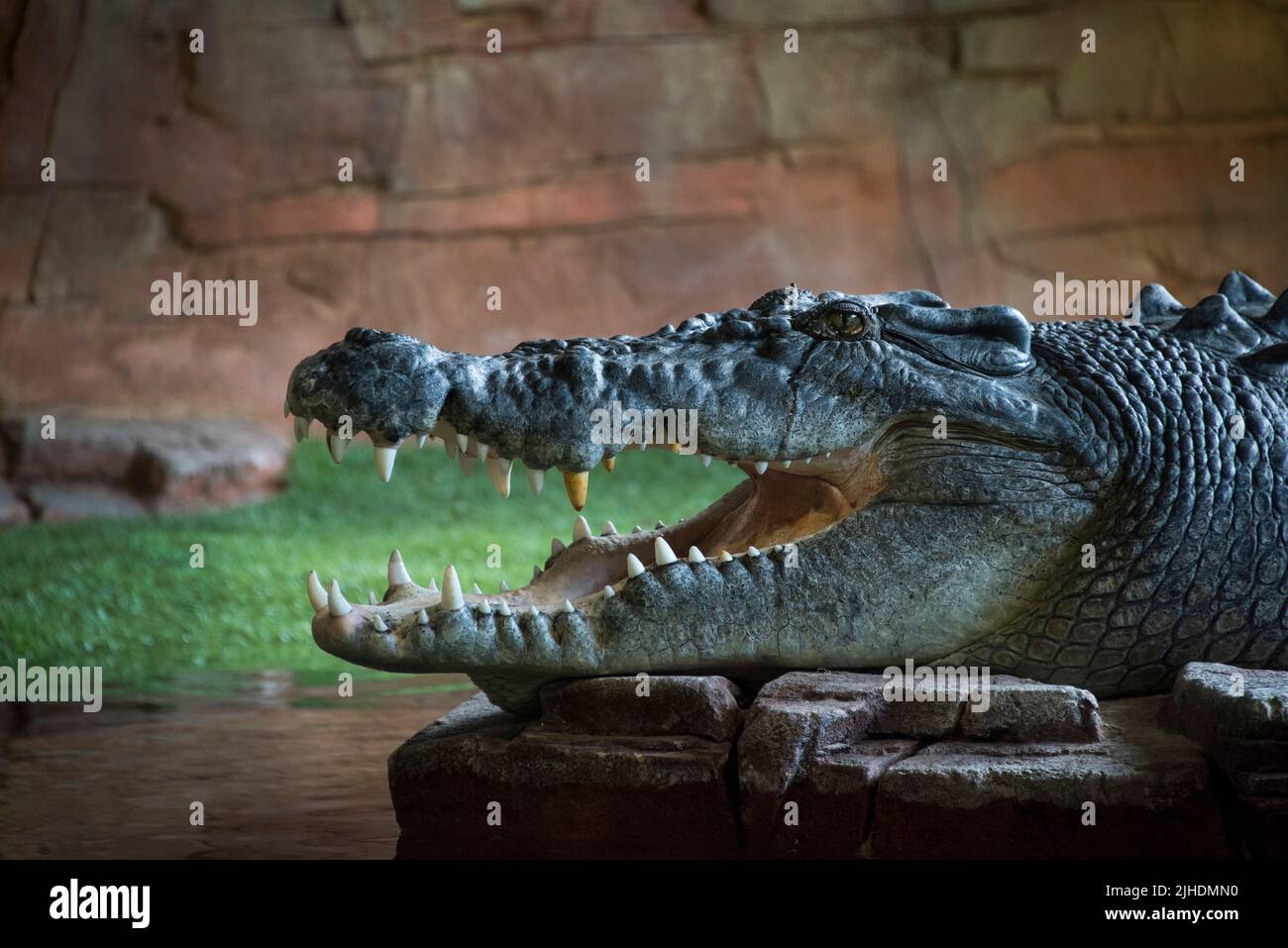 A side view of a head of an American alligator (Alligator ...