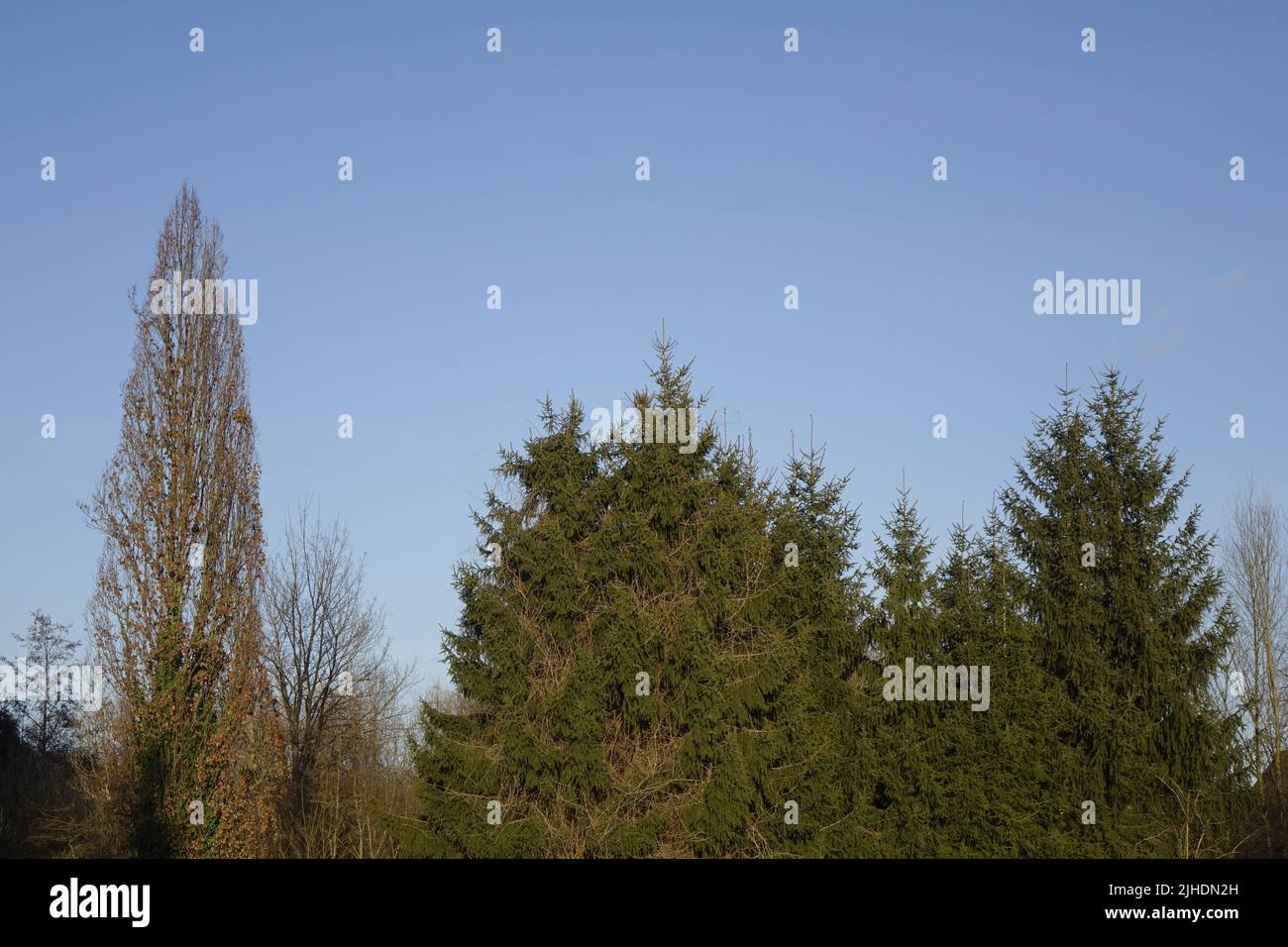 Dahlbruch hi-res stock photography and images - Alamy