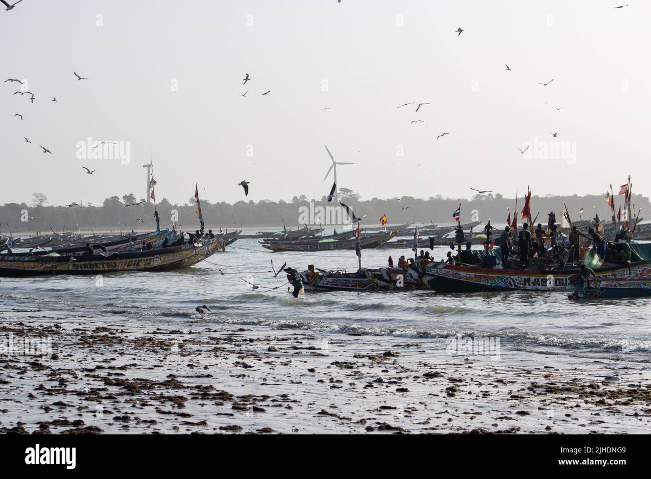TANJI, THE GAMBIA - FEBRUARY 6, 2022 flocks of Gulls and crowded ...