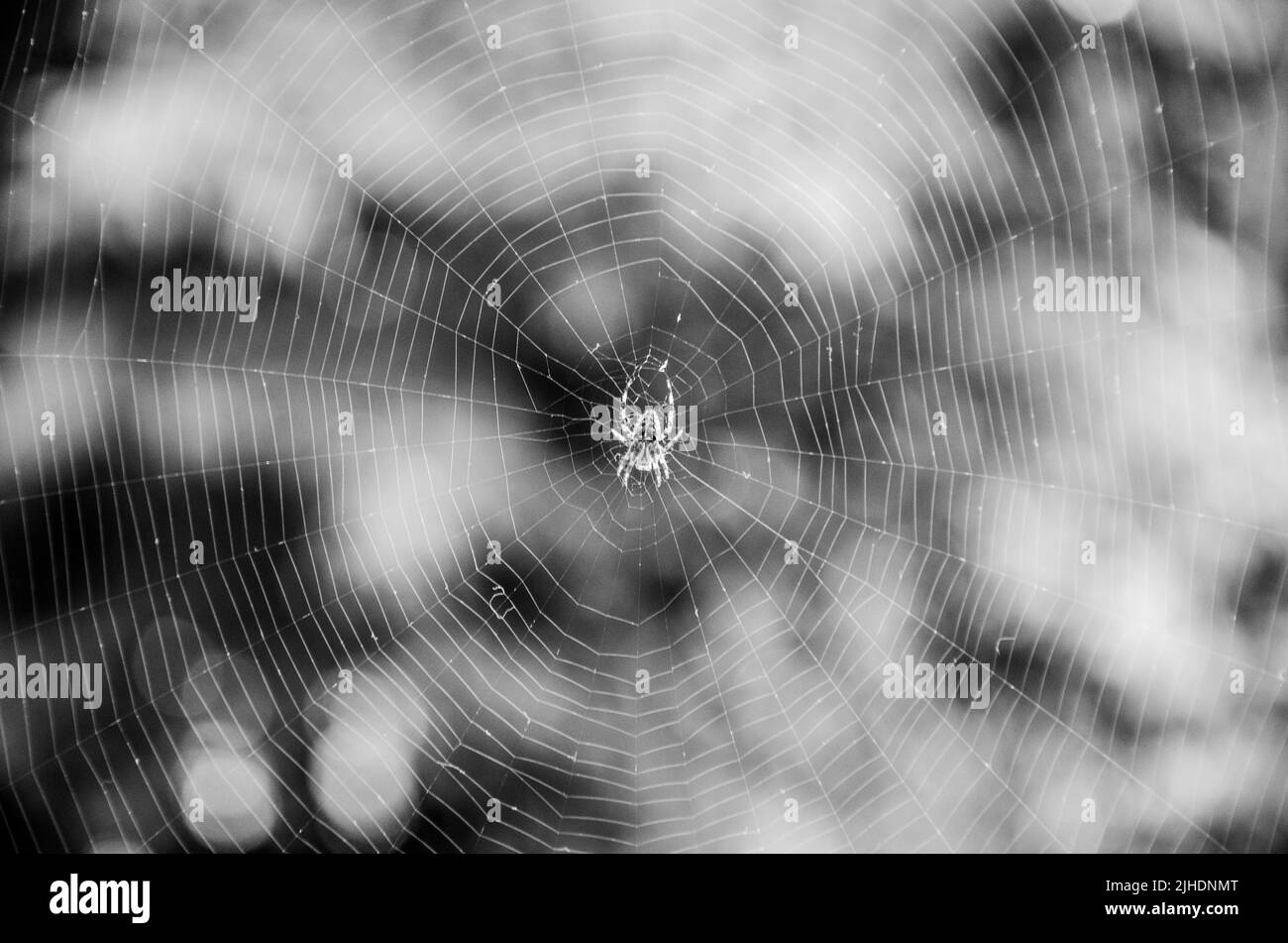 A spider on its web against a bokeh background in grayscale Stock Photo ...