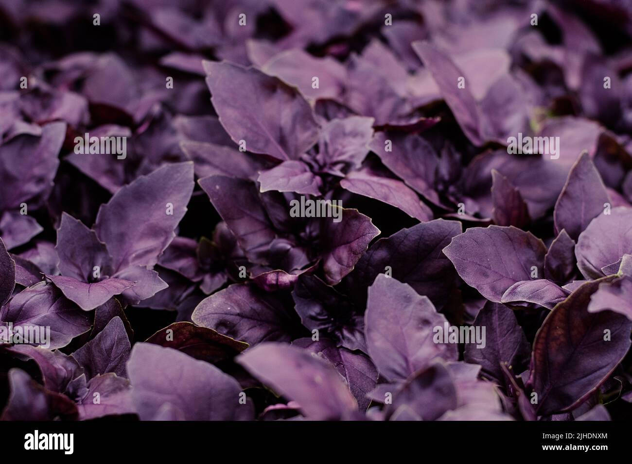 Purple and green basilic plantation. Fresh organic green and purple ...