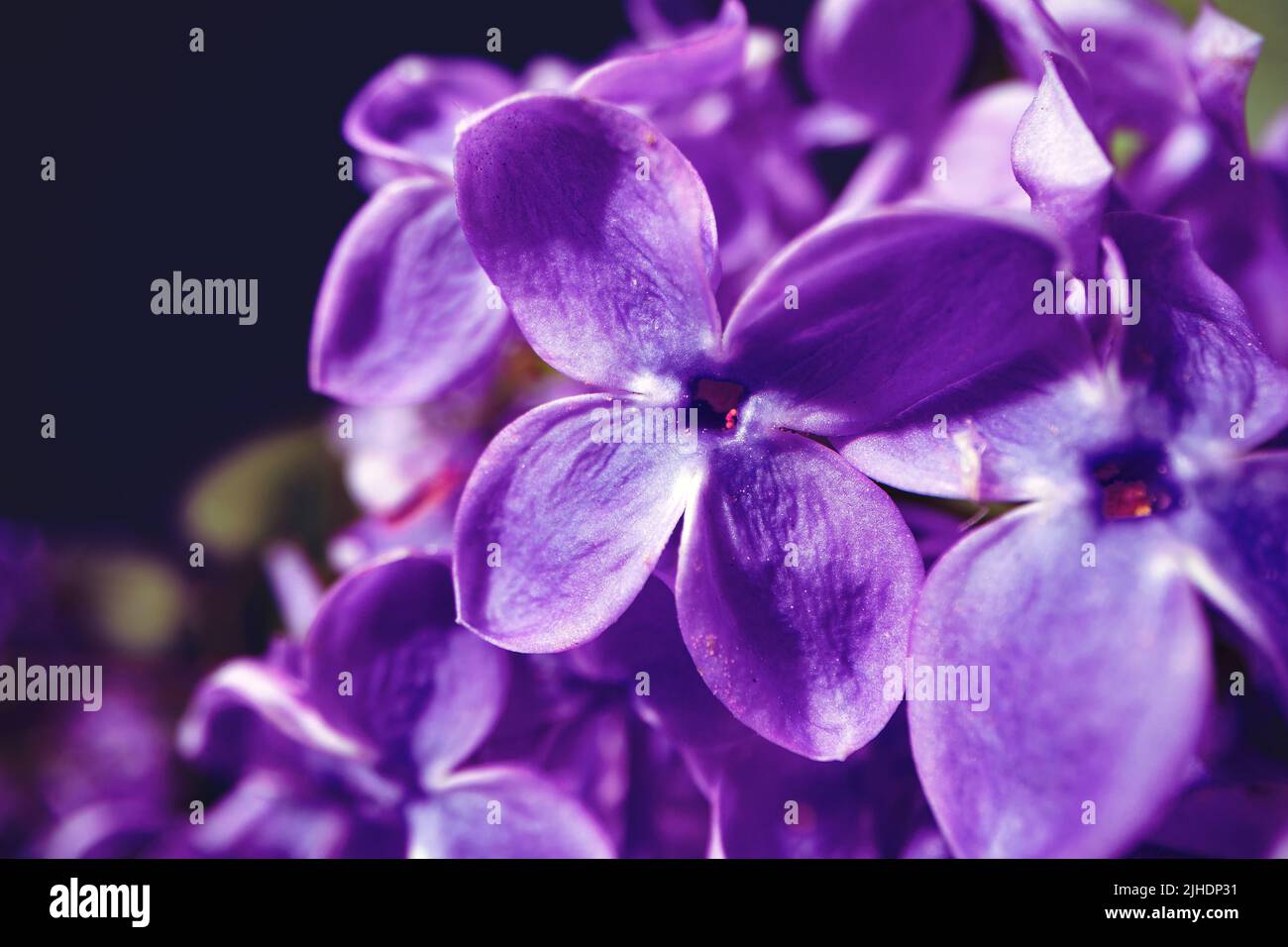 Macro image of spring lilac violet flowers Stock Photo - Alamy