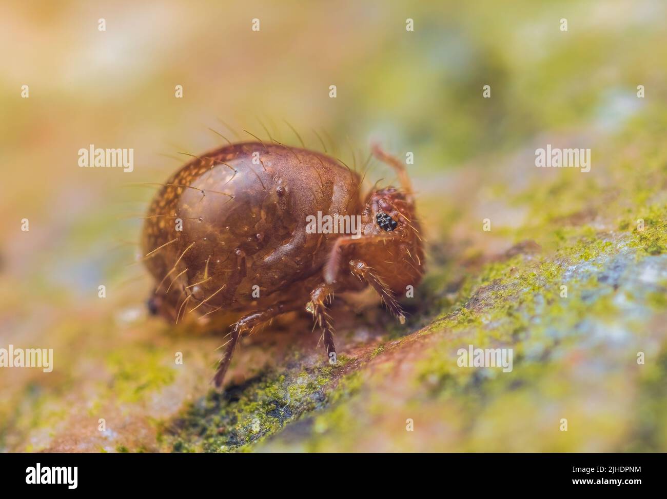 Globular springtail Dicyrtomina ornata or fusca in very close view ...