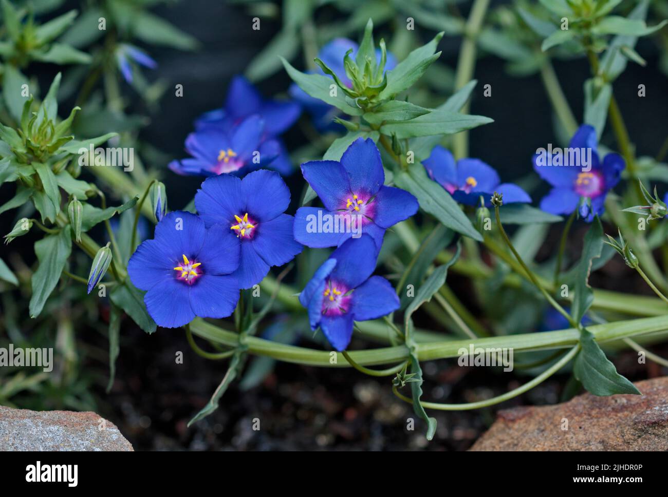 Anagallis flowers hi-res stock photography and images - Alamy