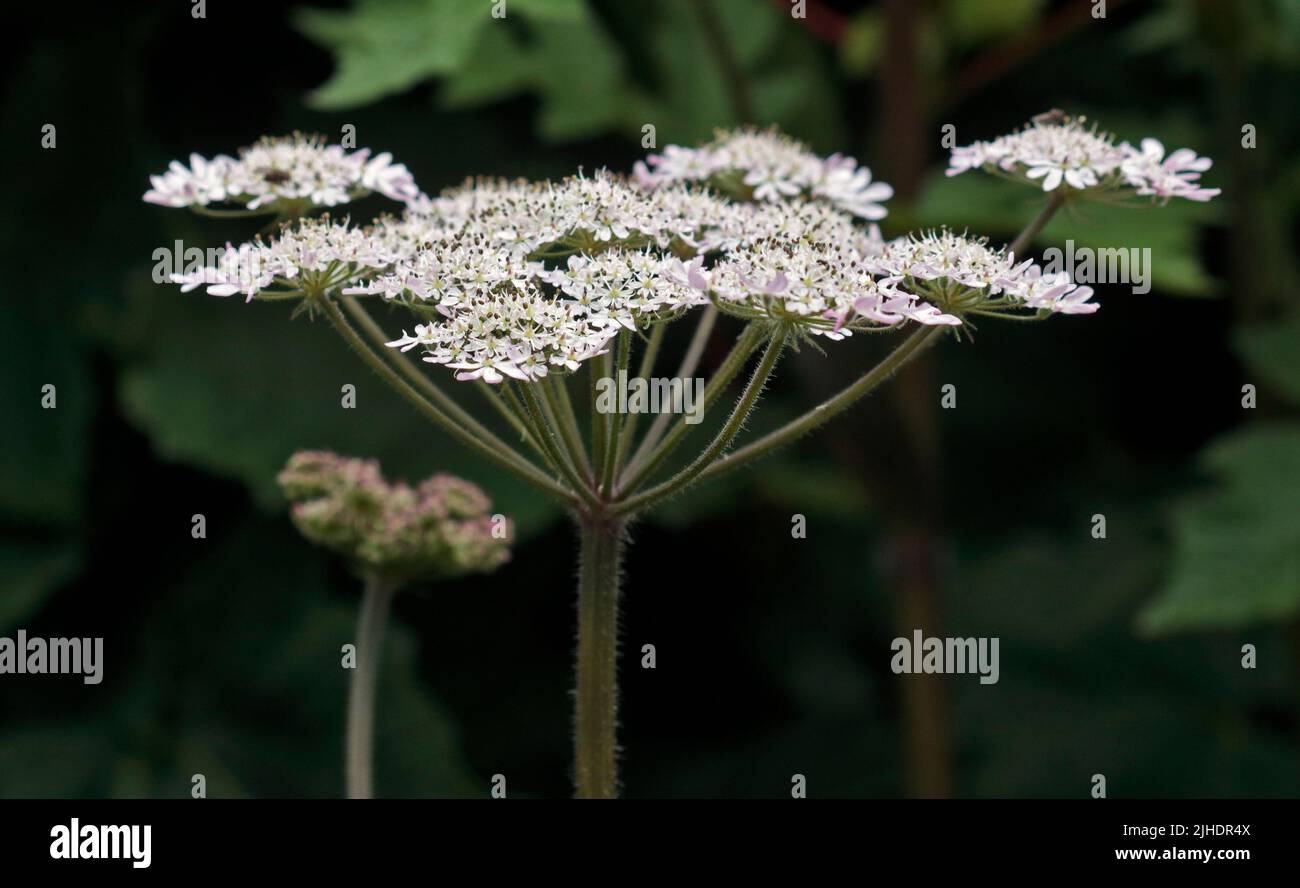Common Hogweed/Cow Parsnip (heracleum sphondylium Stock Photo - Alamy