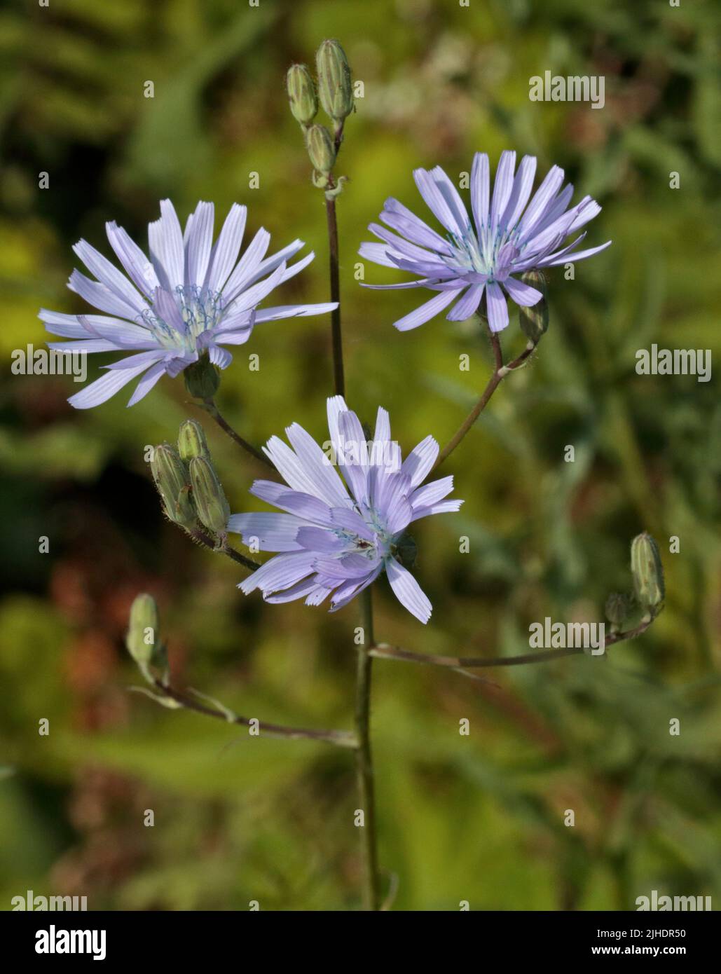 Plants chicory blue flowers hi-res stock photography and images - Alamy