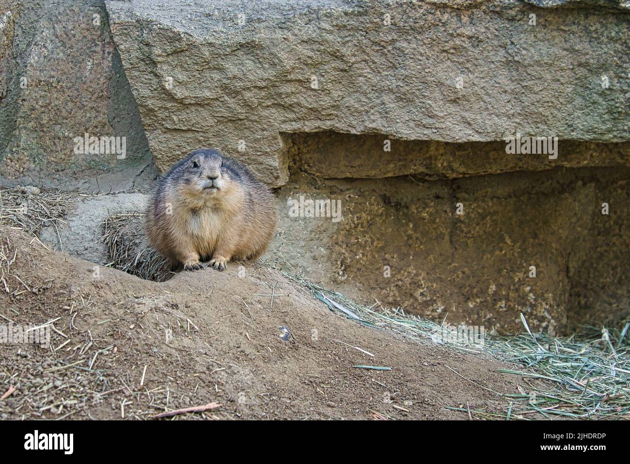 Marmot lying on rock facing the viewer. small rodent from the Alps ...