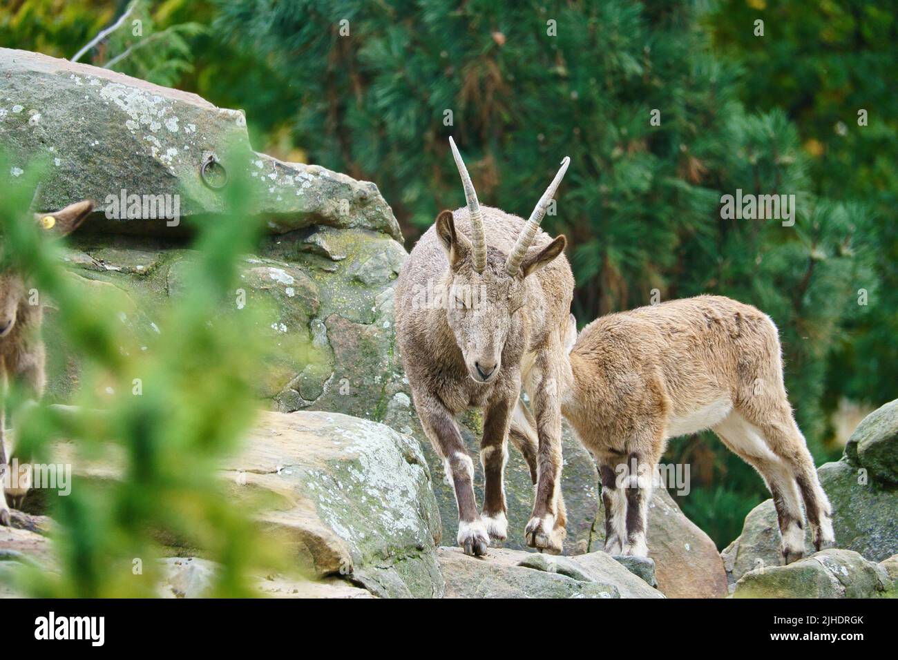 Capricorn family on rocks in nature. Big horn in mammal. Ungulates ...