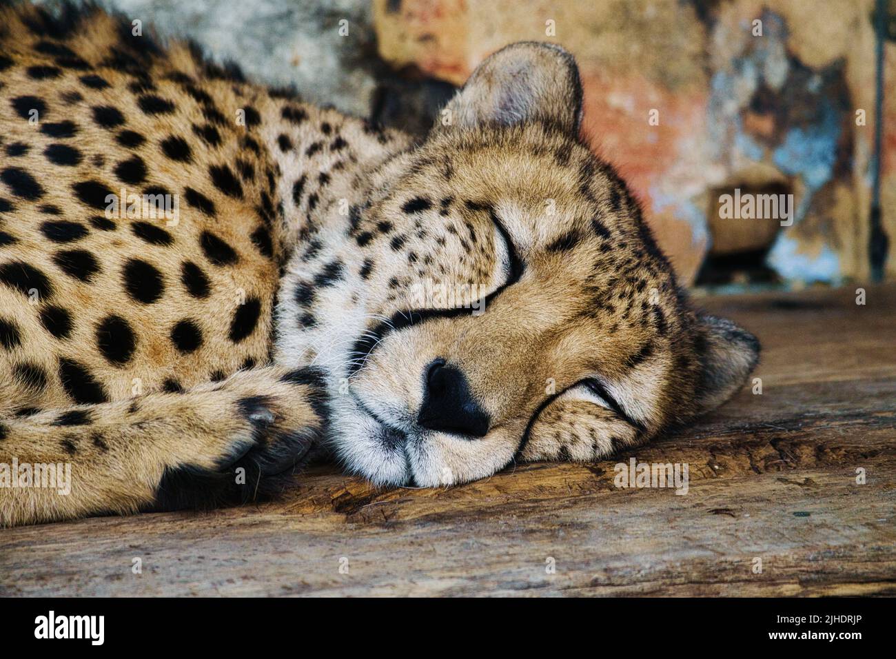 Cheetah sleeping. Spotted fur. The big cat is a predator. Resting ...
