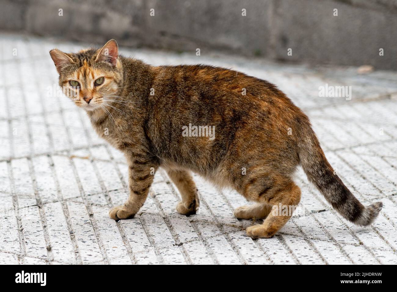 Stray cat close up hi-res stock photography and images - Alamy