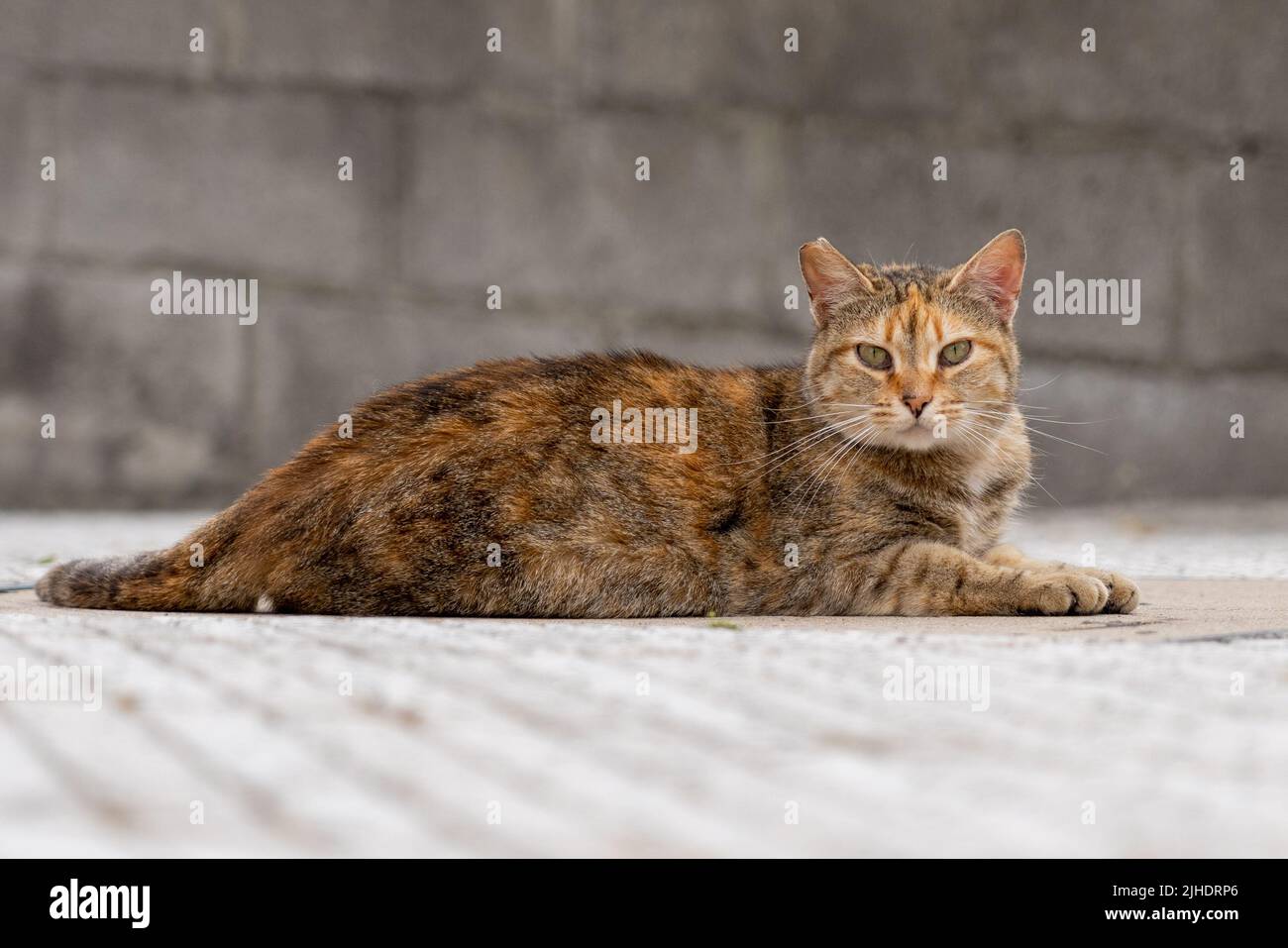 Stray cat close up hi-res stock photography and images - Alamy