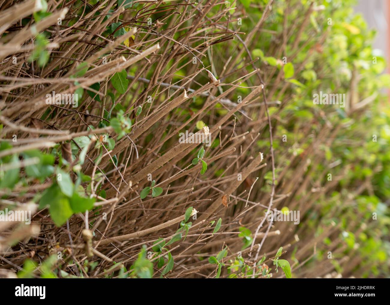 Cut rods of garden trimmed hedge close up Stock Photo - Alamy