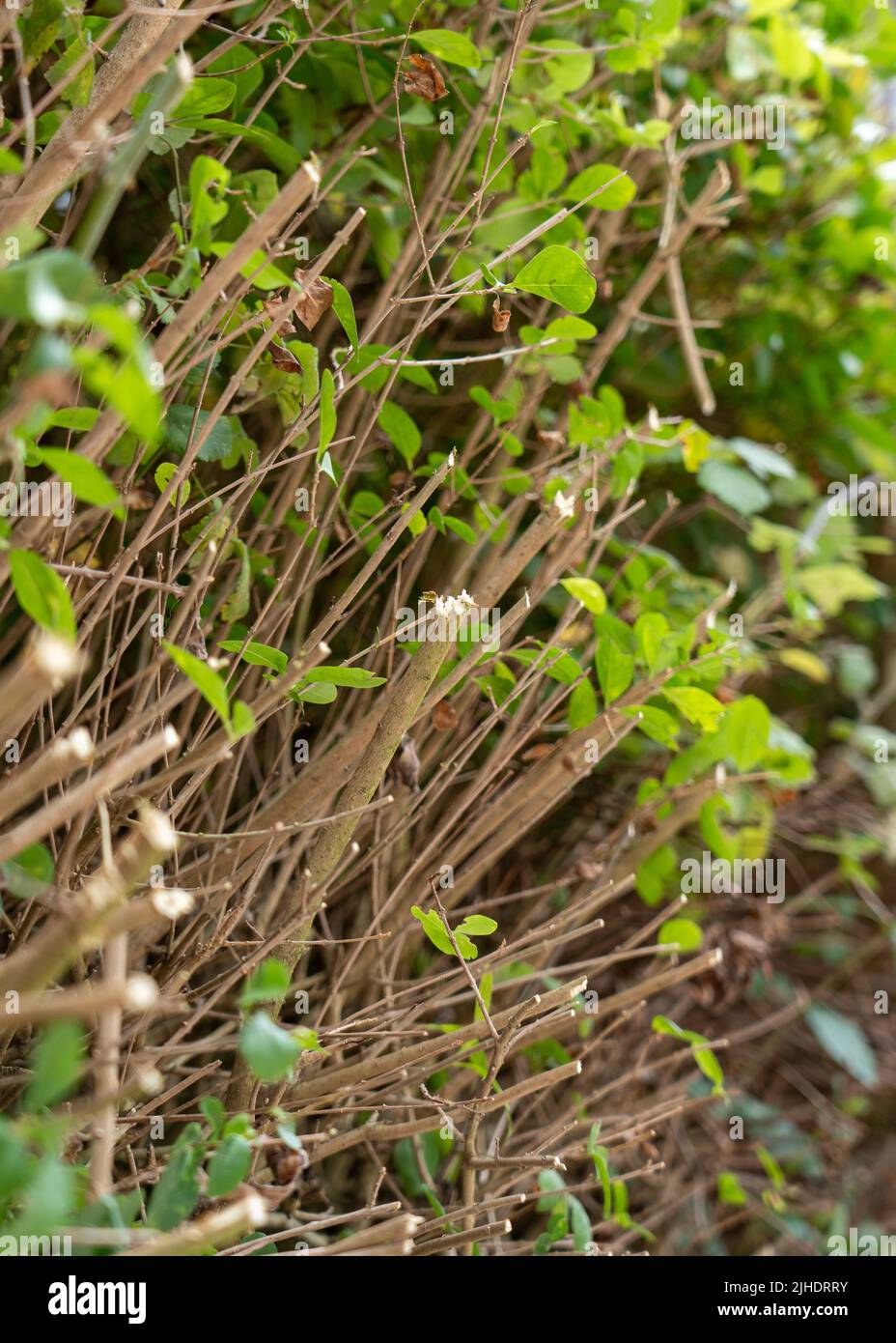 Cut stems of trimmed green hedge close up Stock Photo - Alamy