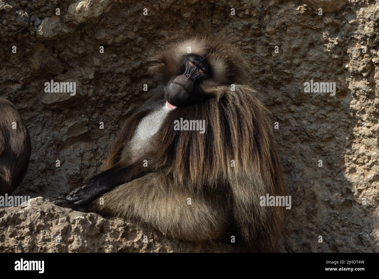 Gelada baboon at the zoo hi-res stock photography and images - Alamy