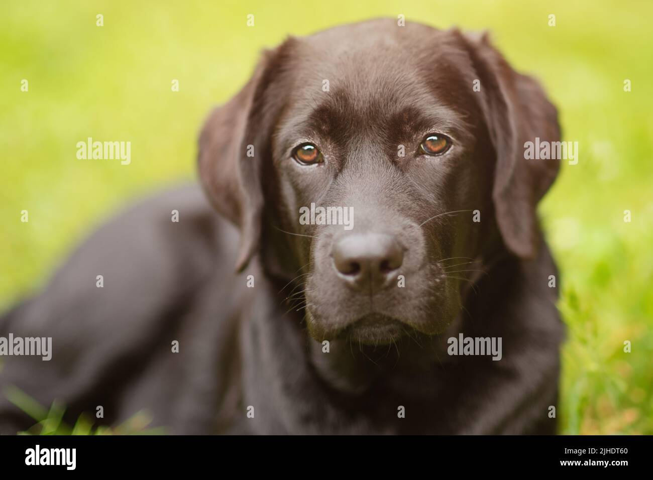 Labrador retriever dog lies on green grass on a sunny day. Puppy, pet ...