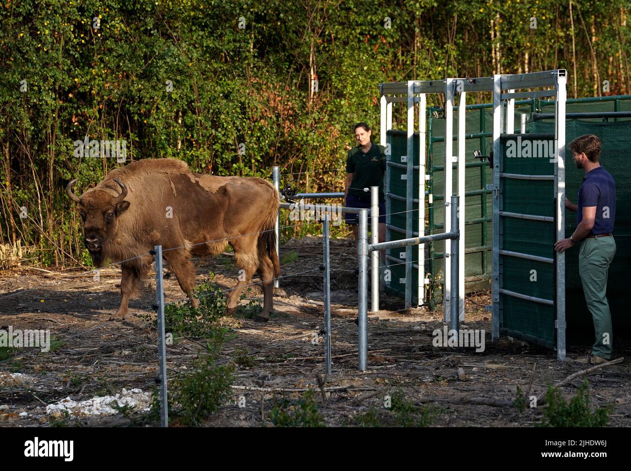 One of four of bison leaves a corral as they are released into West ...